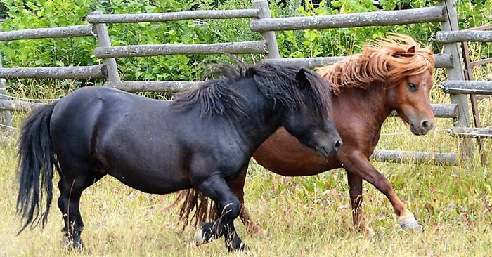 Mladí hřebci :: Hrebcin-markes